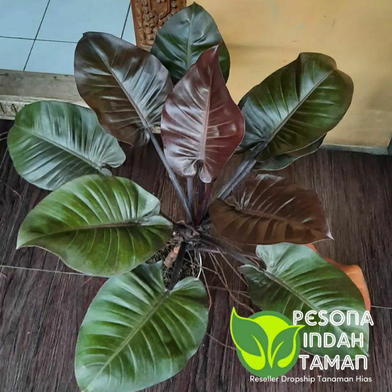 Jual Tananaman hias philodendron black cardinal philo black cardinal ...