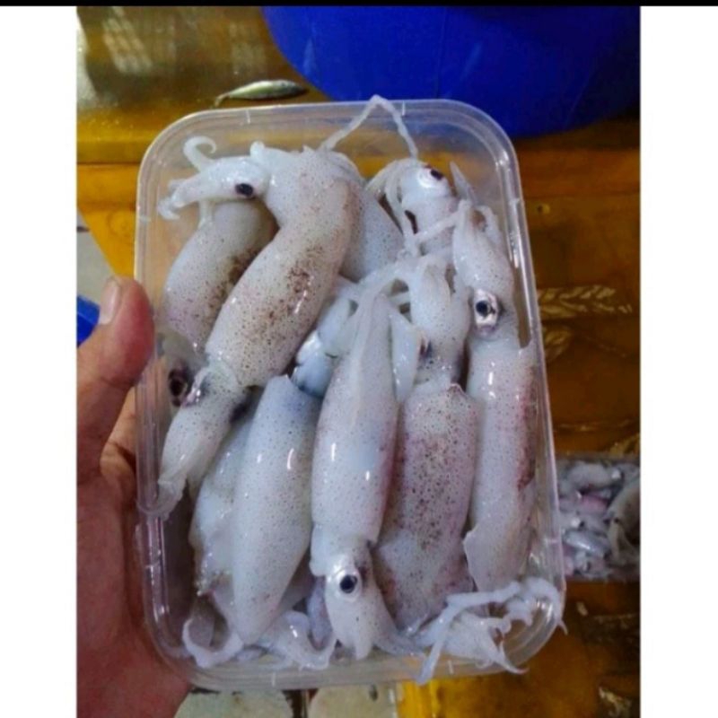 Jual Baby Cumi Kemasann 500gr | Shopee Indonesia