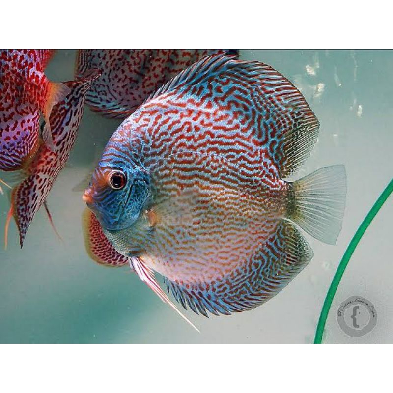 Jual discus snak skin leopard bext 2cm | Shopee Indonesia