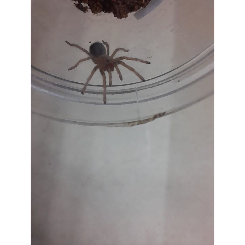 Jual DISPLAY TARANTULA BRACHYPELMA BOEHMEI BISA BERJALAN | Shopee Indonesia