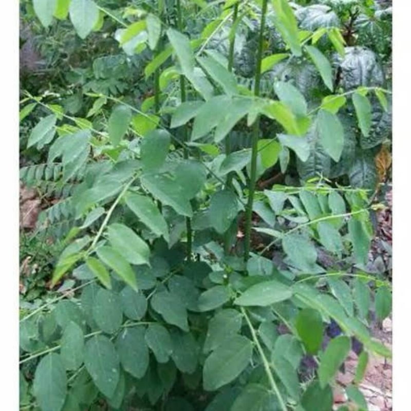 Jual tanaman daun katuk herbal super rimbun | Shopee Indonesia