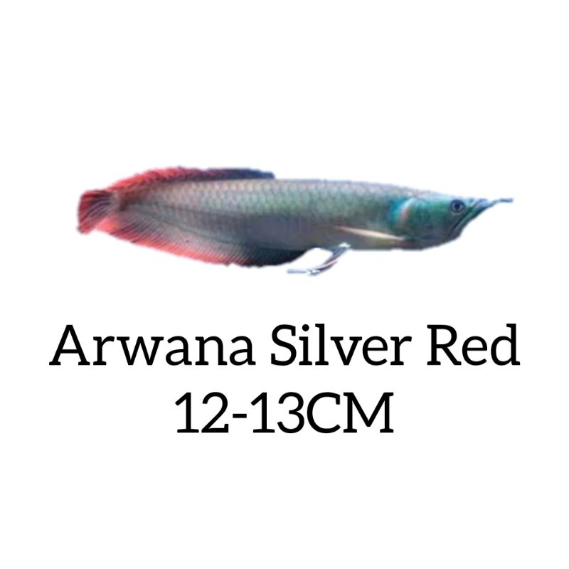 Jual Sticker Arwana silver red 12-13CM | Shopee Indonesia