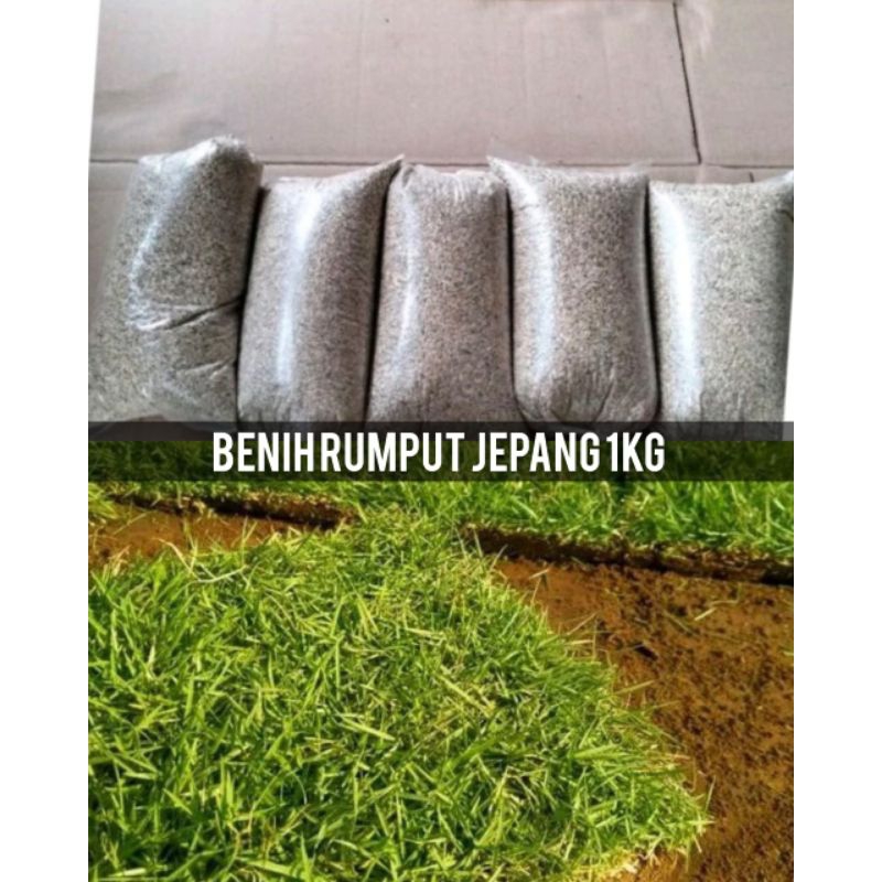 Jual terlariss benih rumput jepang 1kg | Shopee Indonesia