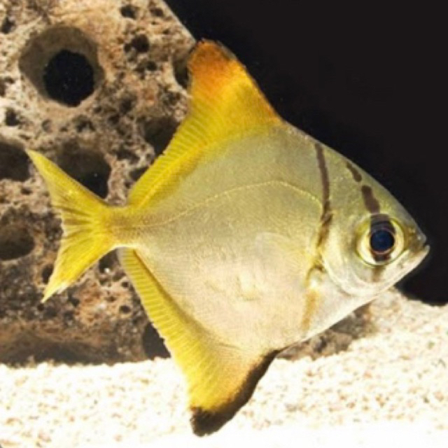 Jual IKAN HIAS MONODACTYLUS ARGANTEUS AIR TAWAR / IKAN MONODACTILUS ...