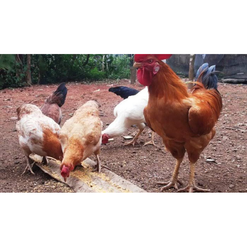 Jual TELUR FERTIL AYAM MERAWANG AYAM PEDAGING DAN PETELUR UNTUK DI ...