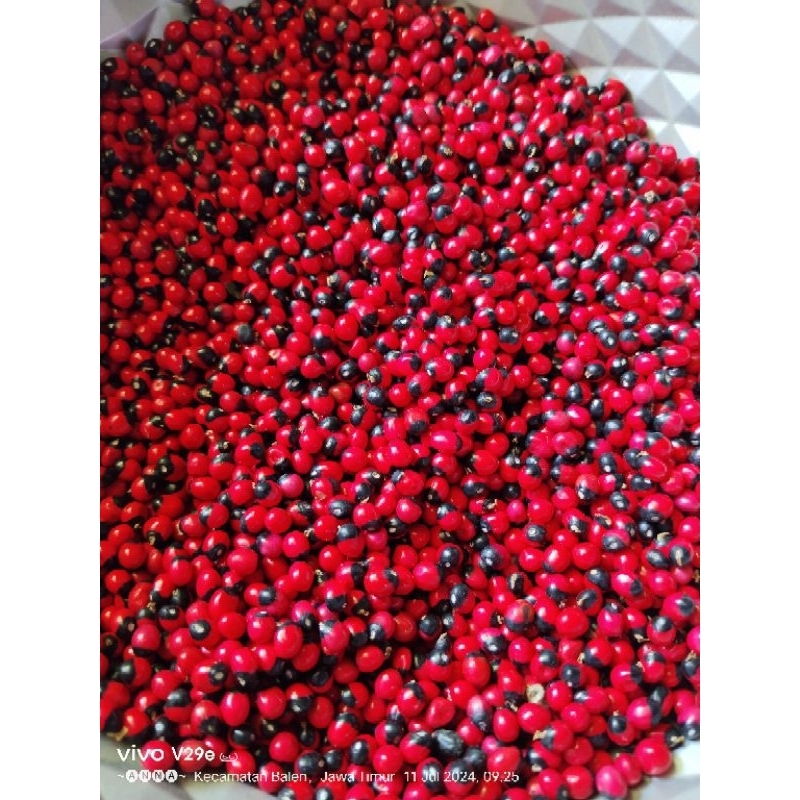 Jual BIJI SAGA RAMBAT(sogok tunteng)100gr | Shopee Indonesia