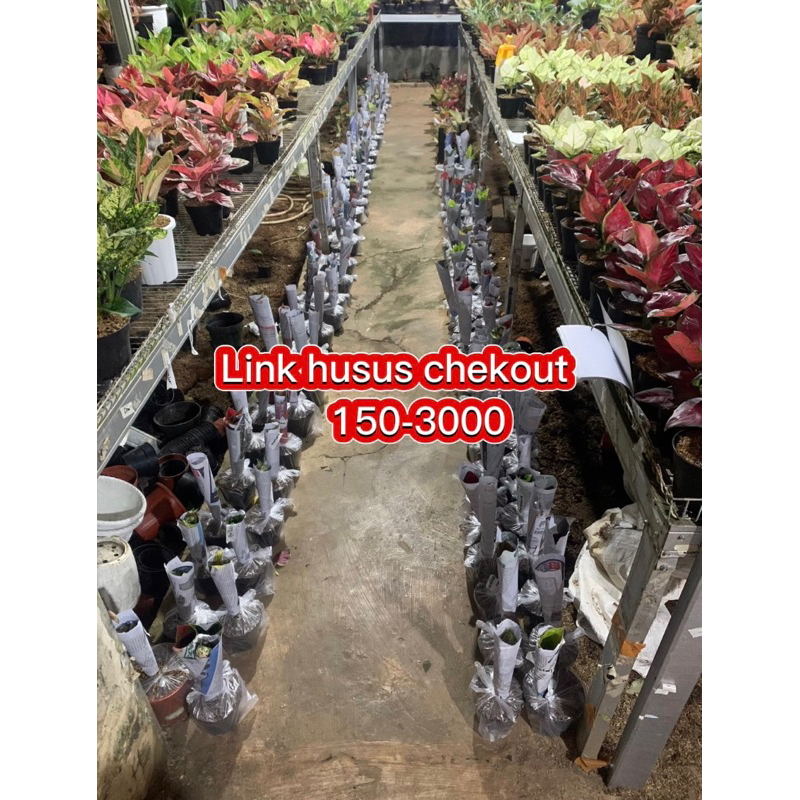 Jual link chek out 2 | Shopee Indonesia