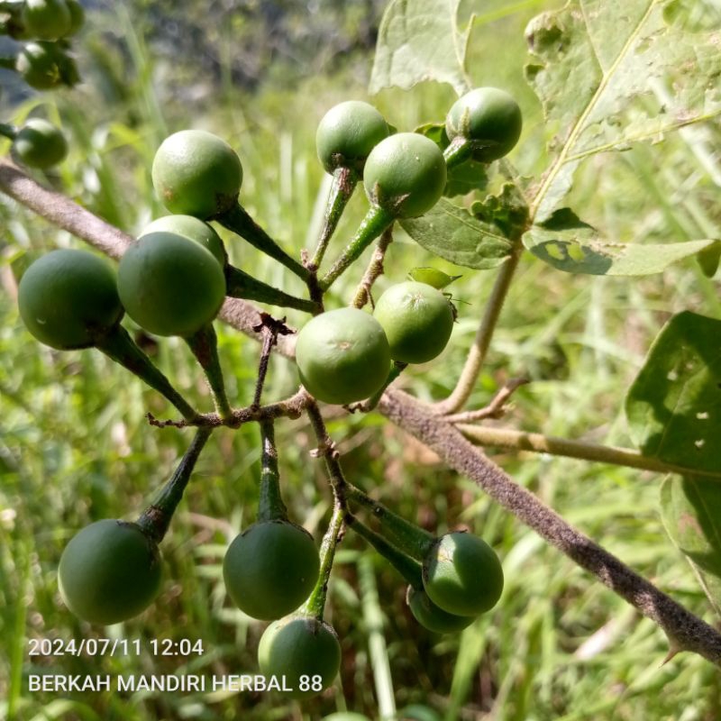 Jual buah cepokak,takokak segar 500 gram | Shopee Indonesia