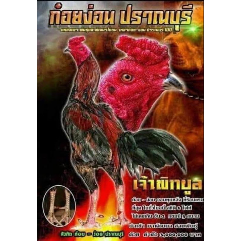 Jual Telur fertil ayam pakhoy trah pitt bull / COD | Shopee Indonesia