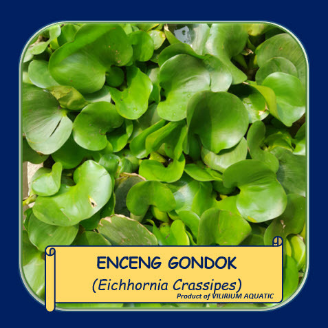 Jual TANAMAN AQUASCAPE - ENCENG GONDOK / EICHHORNIA CRASSIPES (TANAMAN APUNG) | Shopee Indonesia