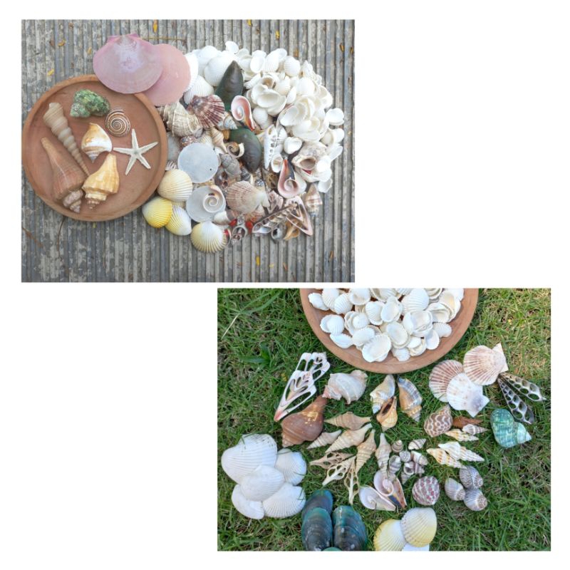 Jual cangkang kerang / cangkang kerang campur / cangkang kerang mix ...