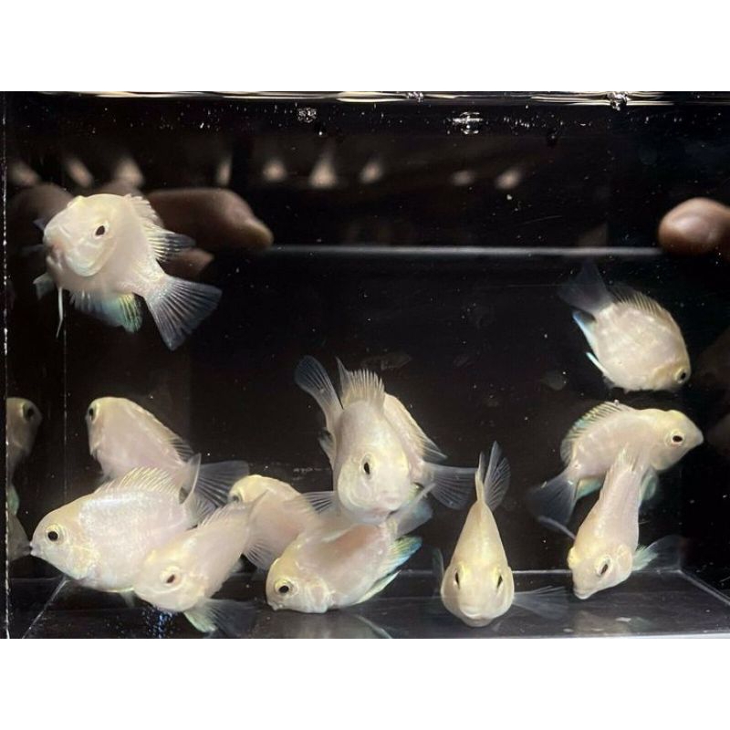 Jual ikan hias parrot cichild SNOW WHITE ikan unik dan lucu cocok untuk ...