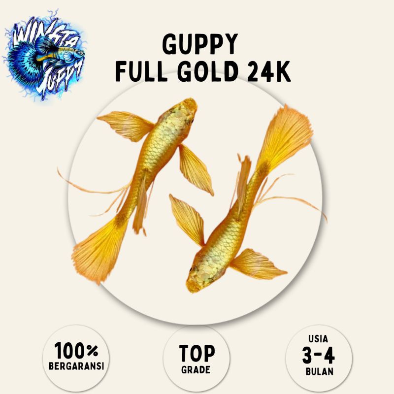 Jual Packing Dus Ikan Guppy Full Gold Remaja Normal | Shopee Indonesia