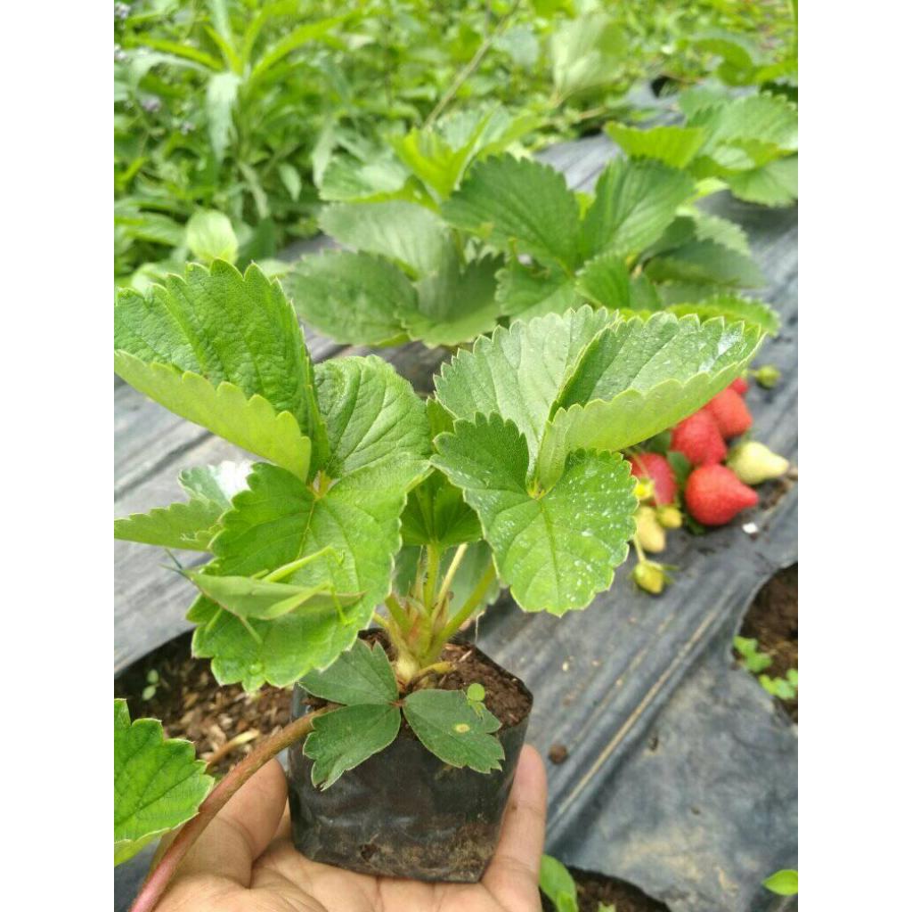 Jual Bibit Tanaman Strawberry | Stoberi - Siap Tanam - Harga Murah ...