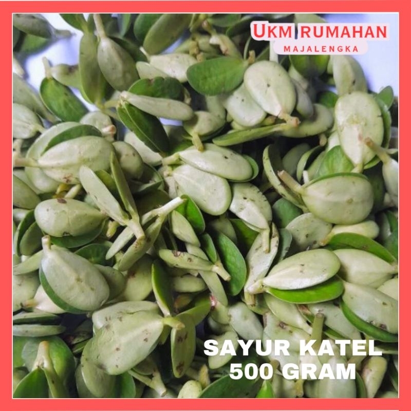 Jual Katel Majalengka 500g/Sayuran berprotein Tinggi | Shopee Indonesia