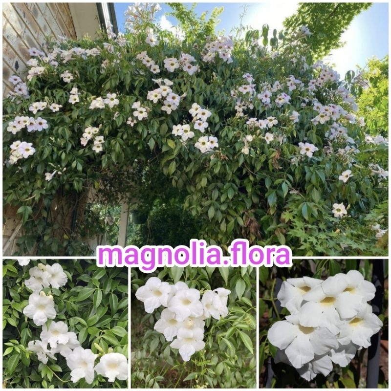 Jual Pandorea jasminoides alba / pandorea lady diana / bower vine white ...