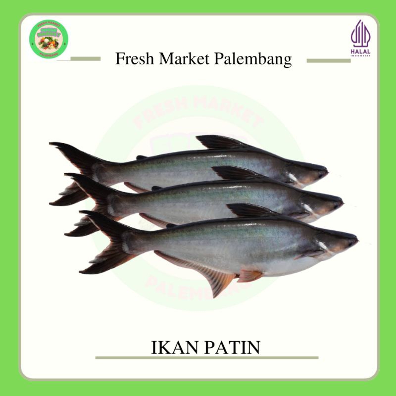 Jual Ikan Patin -Fresh Market Palembang- | Shopee Indonesia