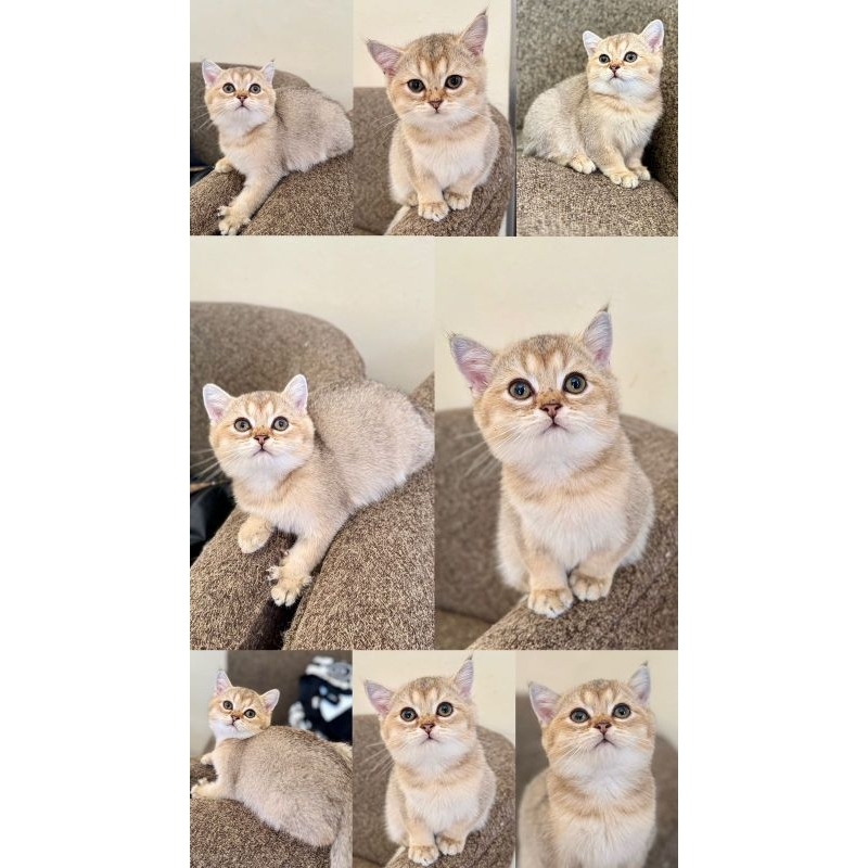 Jual KUCING KITTEN BSH GOLDEN | Shopee Indonesia