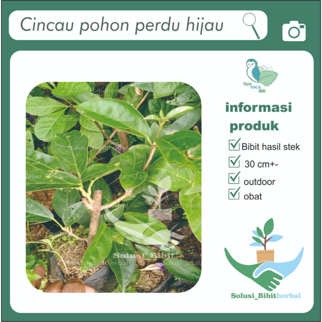Jual Cincau Hijau Pohon Perdu Toga – Tanaman Herbal Menyegarkan untuk ...