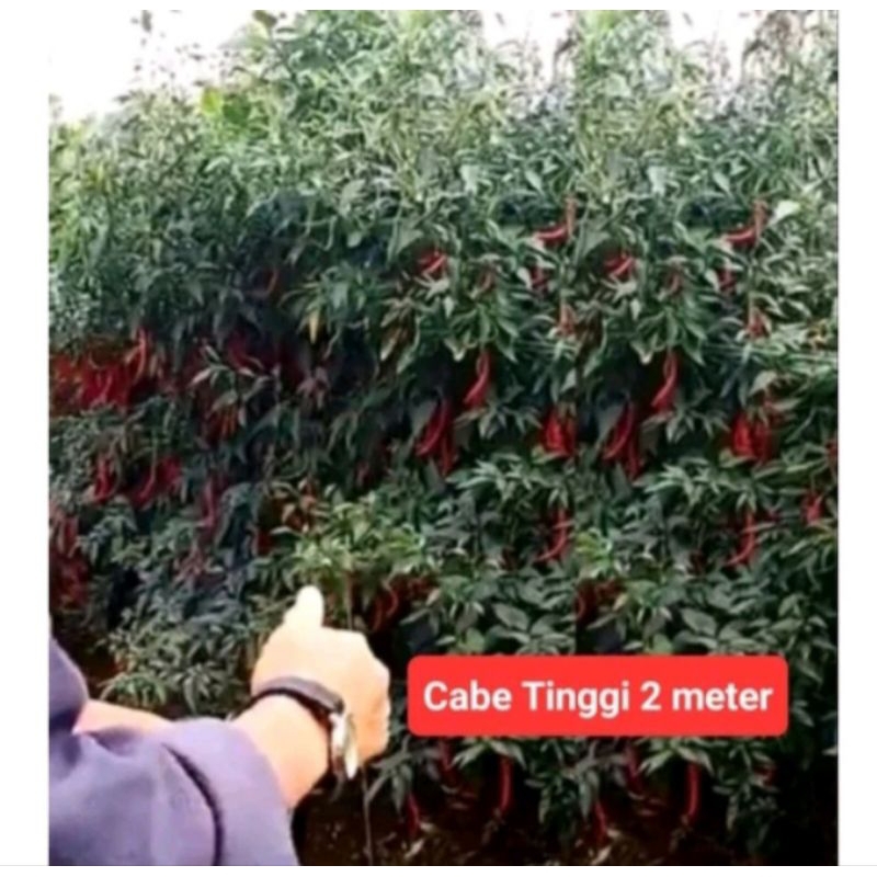 Jual benih Cabe Keriting Tinggi 2 meter (10 gram). bonus ZPT | Shopee ...