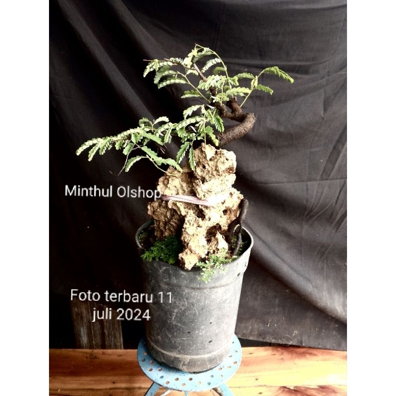 Jual Bonsai asem jawa dari biji on the rock real pict | Shopee Indonesia