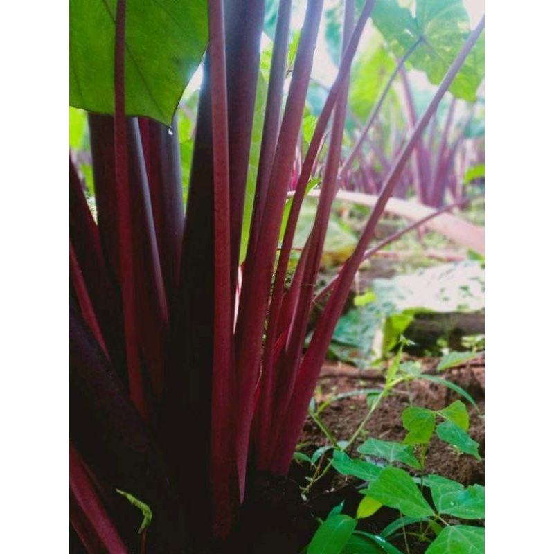 Jual Talas ungu ,Talas pratama 3,Talas p3 (isi 20) | Shopee Indonesia