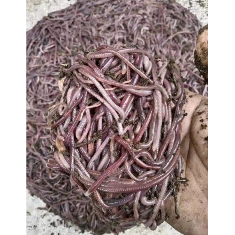 Jual Cacing Tiger Fresh/Hidup Ukuran Besar | Shopee Indonesia