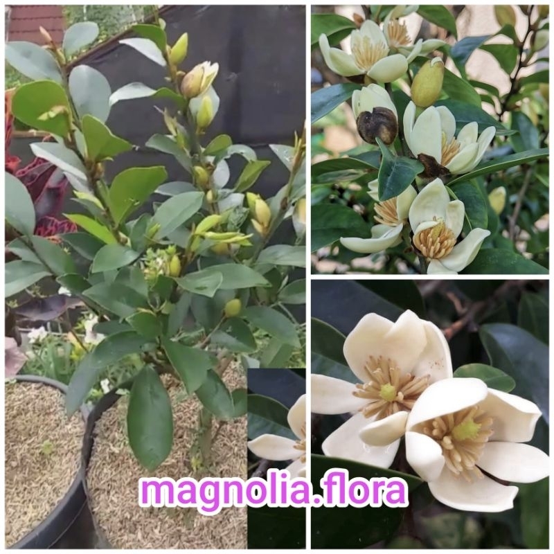 Jual Magnolia figo / cempaka cempoko mulya mulyo mulia putih bibit ...