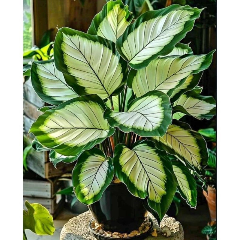 Jual Tanaman Hias Diven Tissu Golden / Diven Golden Tisdu/ Syngonium ...