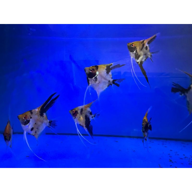 Jual Ikan Hias Manfish Red Devil Uk. 5cm | Shopee Indonesia