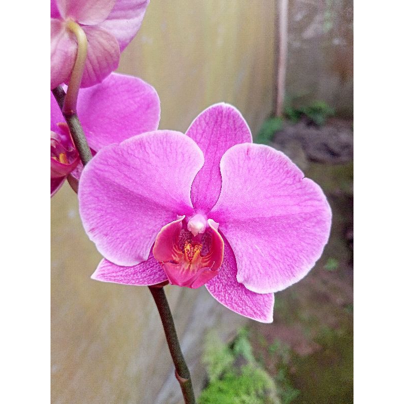Jual anggrek bulan grade B ungu muda soft pink tua cantik phalaenopsis ...