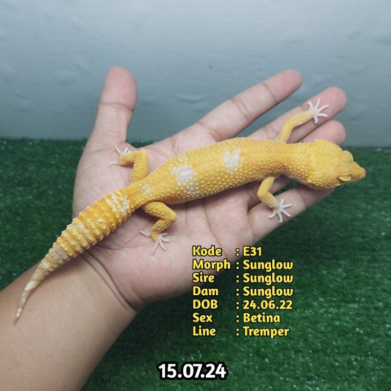 Jual Hiasan Leopard. Gecko Baby 1-2 Bulan Sunglow Bisa Pilih Sesuai ...
