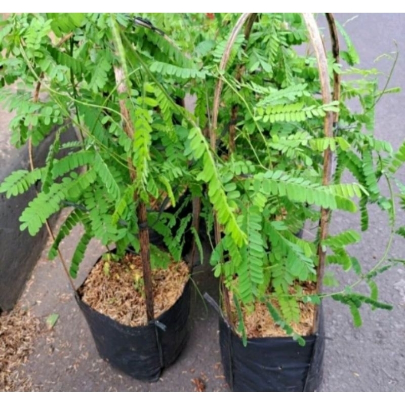 Jual Tanaman herbal daun saga | Shopee Indonesia