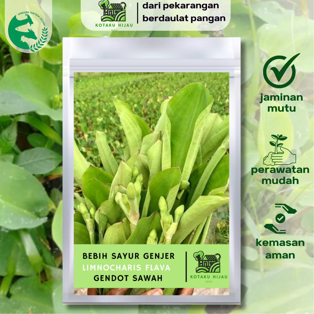 Jual Benih Sayur Genjer Gendot Ratusan Biji Unggul KOTAKU HIJAU ...