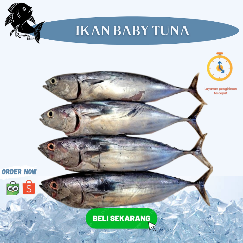 Jual READY Ikan Baby Tuna Segar 1kg | Shopee Indonesia