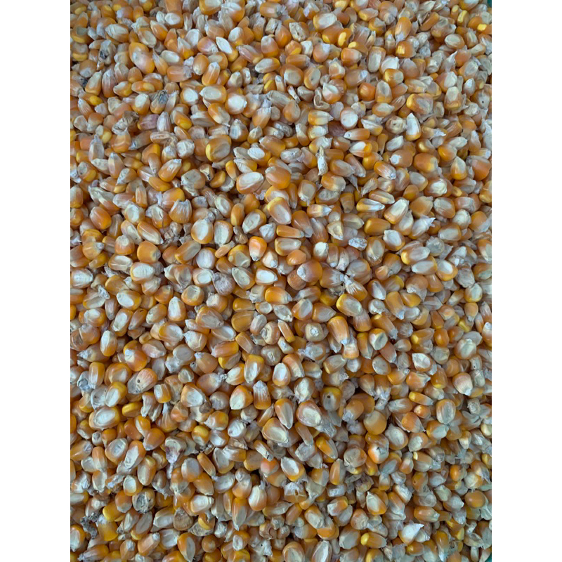 Jual Jagung biji repack (pakan ayam/merpati) | Shopee Indonesia