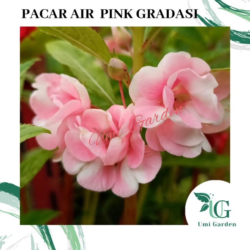 Jual 50 Biji Benih Bunga Pacar Air Pink Gradasi Putih Tumpuk Impatiens ...
