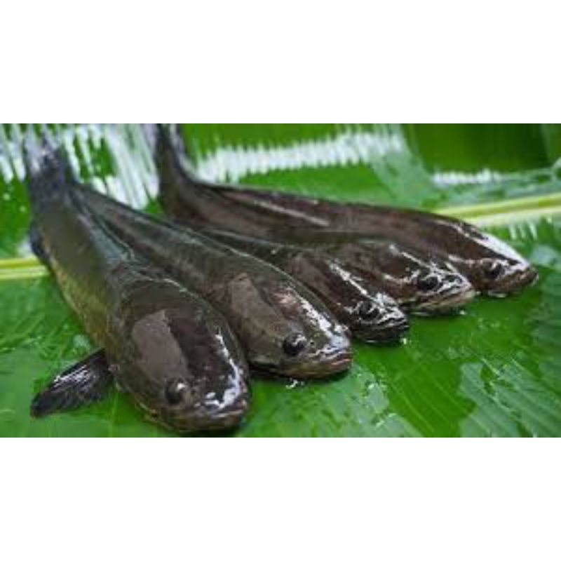 Jual IKAN GABUS SEGAR FRESH/IKAN HIDUP/IKAN SUNGAI | Shopee Indonesia