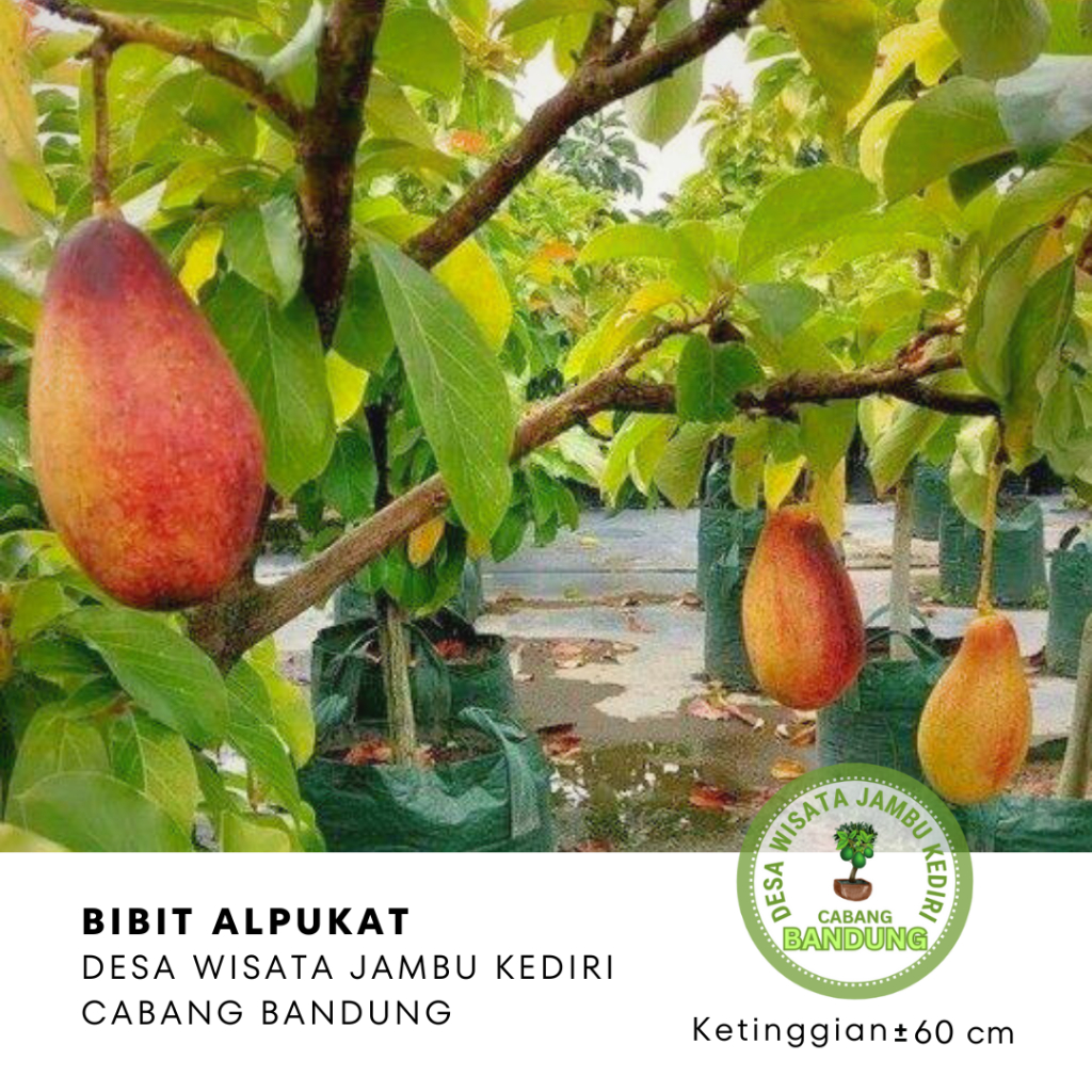 Jual BIBIT ALPUKAT YELLOW Desa Wisata Jambu Kediri Cabang Bandung ...