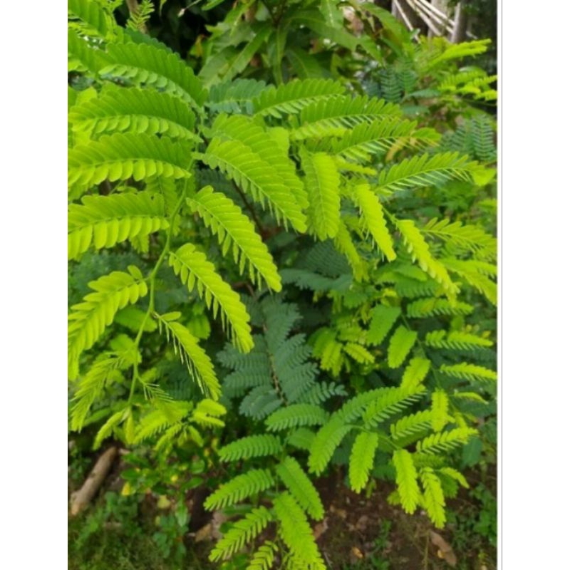 Jual DAUN SINOM ASAM JAWA 100 GRAM | Shopee Indonesia