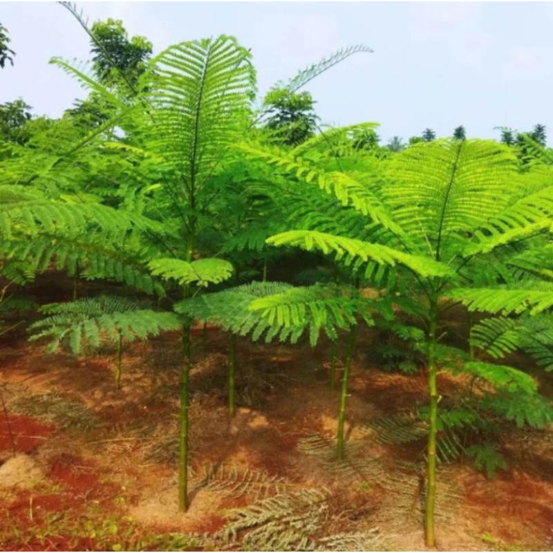 Jual pohon pakis Brazil/solobium tanaman hias | Shopee Indonesia