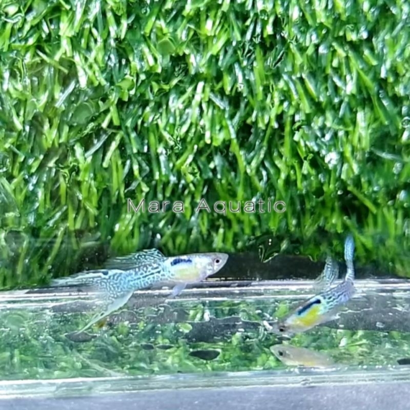Jual Hiasan Aquarium Gupy Gupi Guppy Japan Blue Snake Skin Double Sword ...