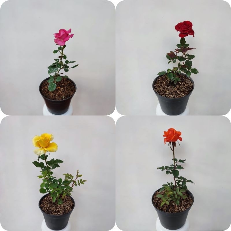 Jual 4 Pohon Tanaman Bibit Bunga Mawar Rose | Bunga Hidup | Shopee ...