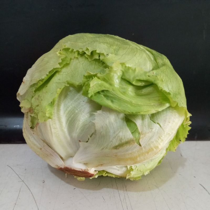 Jual Selada Lettuce Head 1kg | Shopee Indonesia