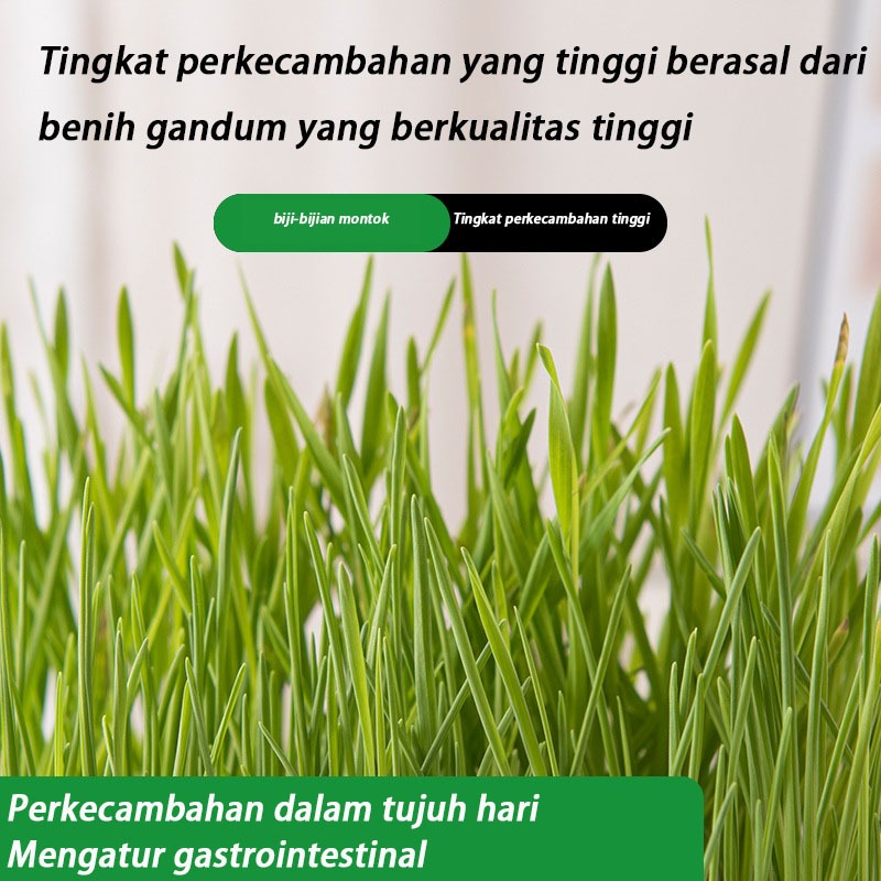 Jual Kit Penanaman Benih Rumput Kucing Rumput Gandum Kualitas Tinggi ...