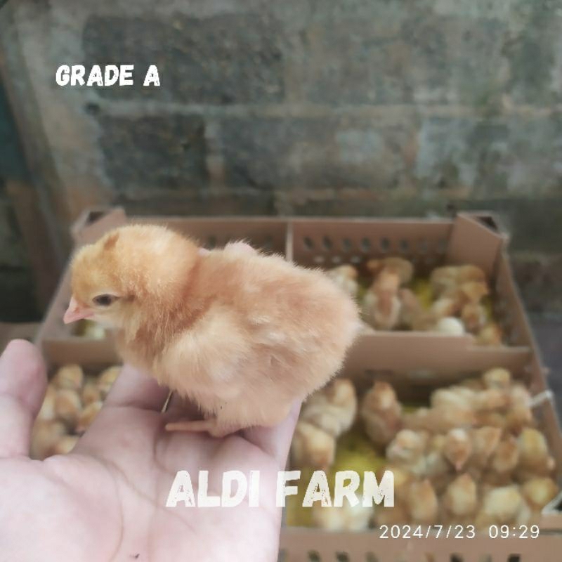Jual BIBIT AYAM PETELUR - DOC AYAM PETELUR - ANAK AYAM PETELUR | Shopee ...