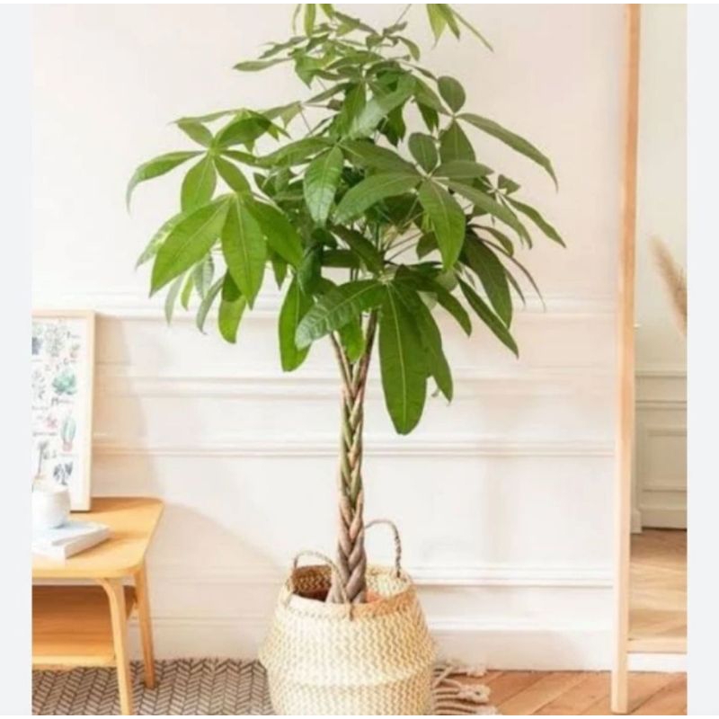 Jual TANAMAN PACHIRA MONEY/POHON DUIT PLUS POT | Shopee Indonesia
