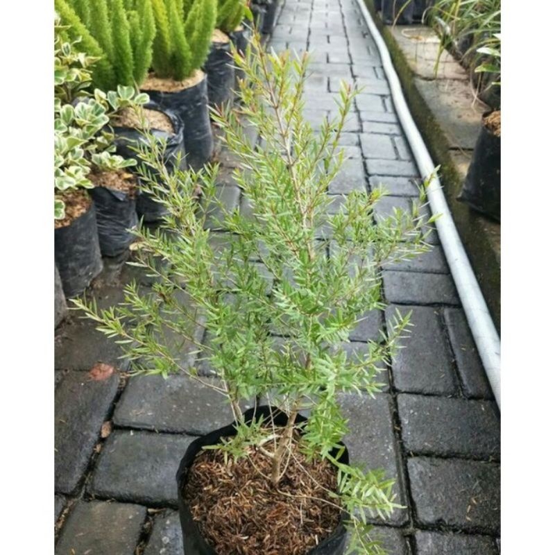 Jual ( TERMURAH) Tanaman Herbal Eucalyptus Kayu Putih - Bibit Pohon ...