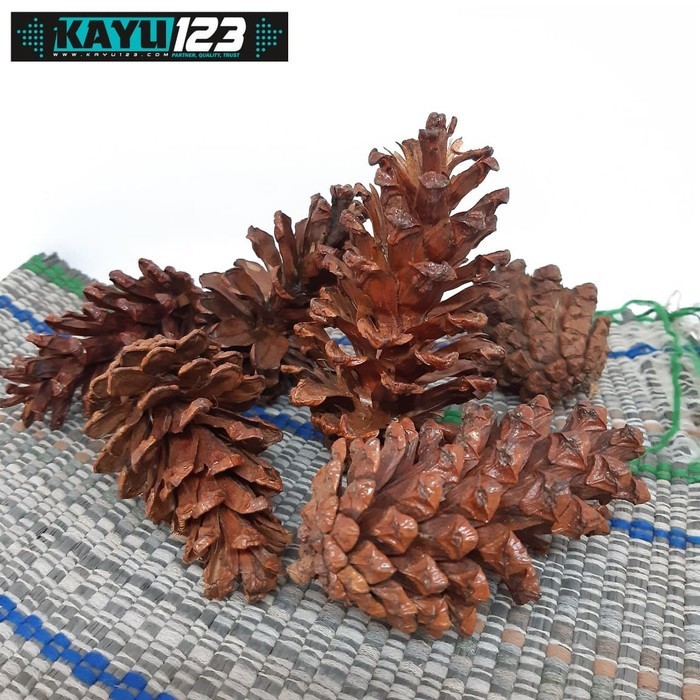 Jual Bunga Pinus Pine Flower Properti (BP-01) | Shopee Indonesia