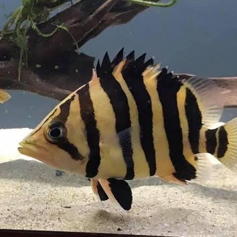 Jual ikan datz tiger fish/ikan hias/ikan predator/ikan air tawar ...
